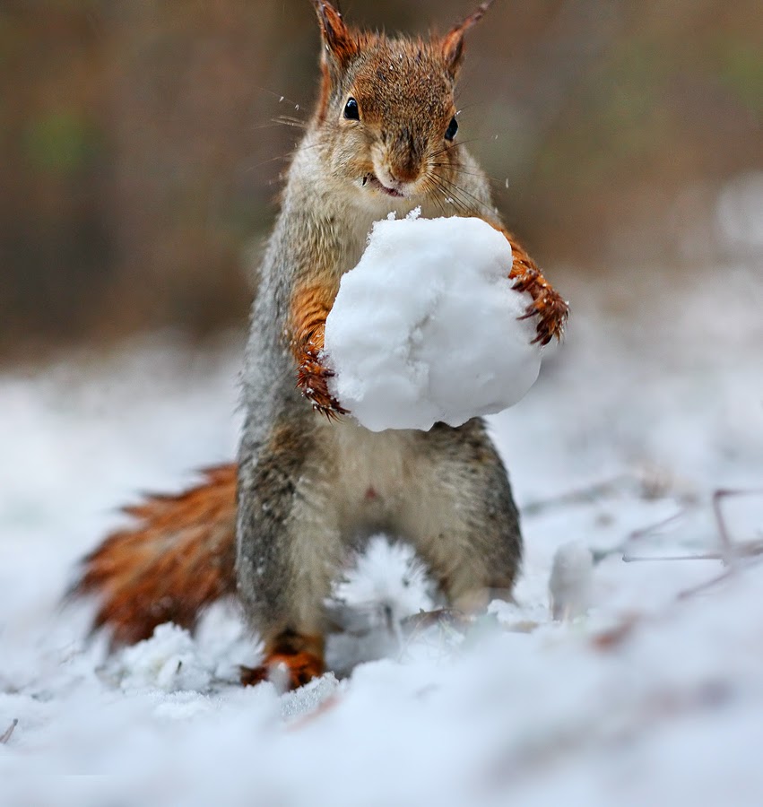 White Wolf : Photographer Captures The Cutest Squirrel Photo Session Ever