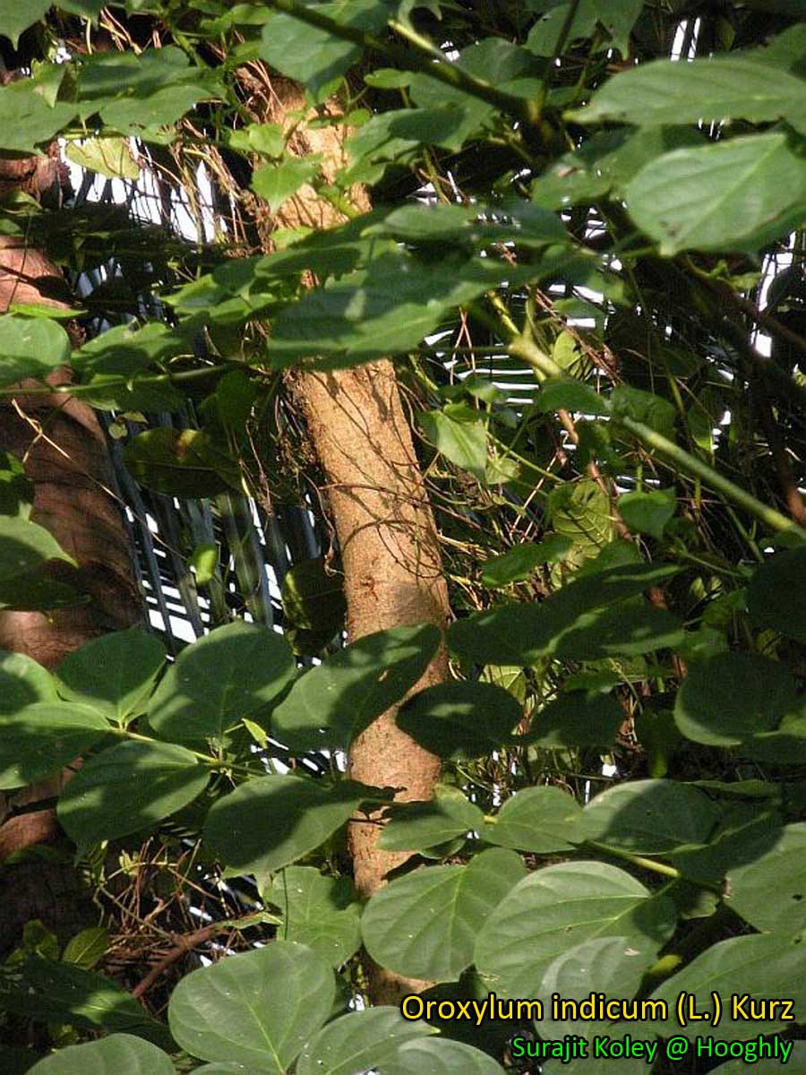 Medicinal Plants: Oroxylum indicum, shyonaka, tattuna, sona, เพกา ...
