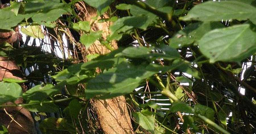 Medicinal Plants: Oroxylum indicum, shyonaka, tattuna, sona, เพกา ...