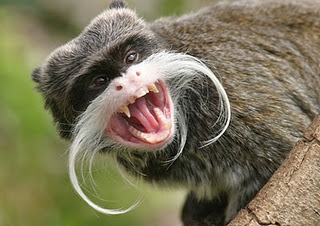 Funny Pics: Funny Emperor Tamarin Pics