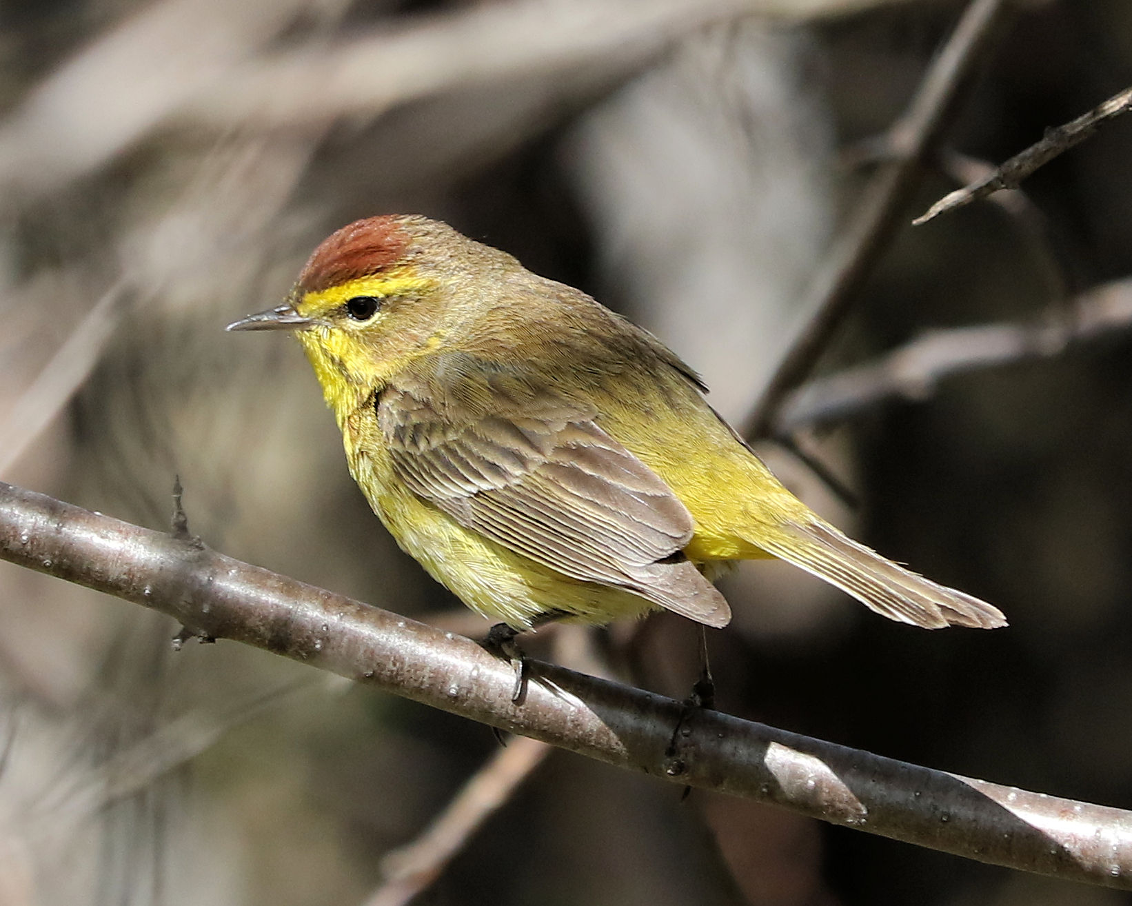 Thoughts and things: Spring Warblers