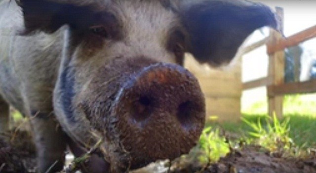 FINAL FELIZ: Conoce a Pola; una cerdita rescatada luego de 8 años de ...