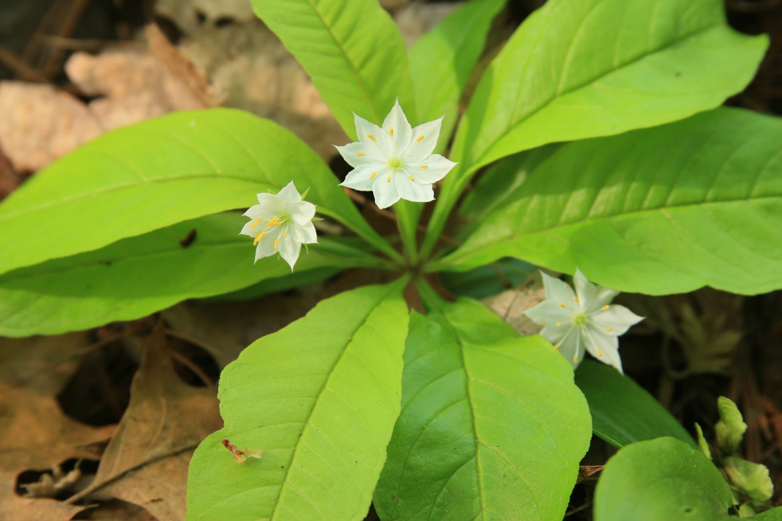 Isabella Conservation District Environmental Education Program: Native ...