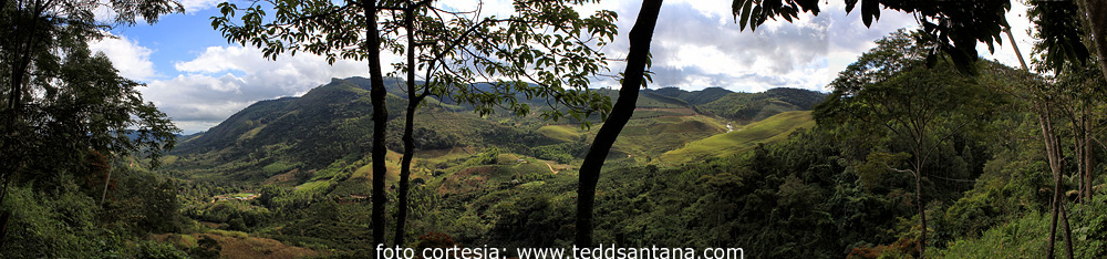 Crowned Solitary Eagle( Harpyhaliaetus coronatus) ~ Endangered Birds of ...