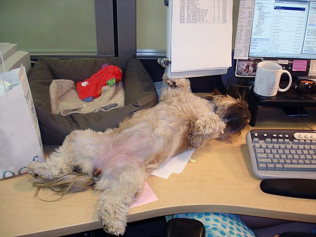 Take Your Dog to Work Day 2020 - June 26 | Australian Dog Lover