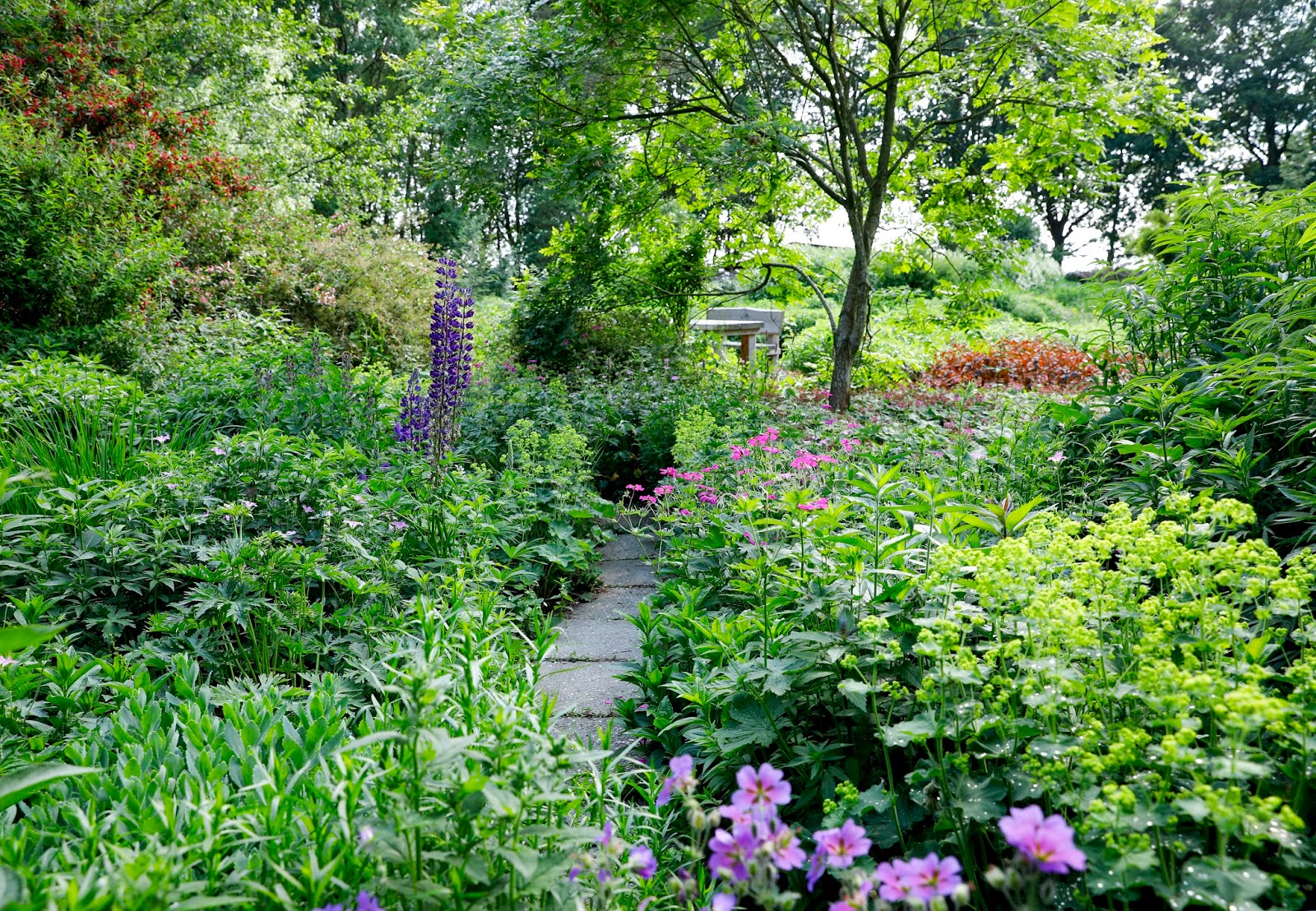 Jan Wilde een Tuin: WIE HEEFT DE BESTE LEVENDE TUIN VAN NEDERLAND