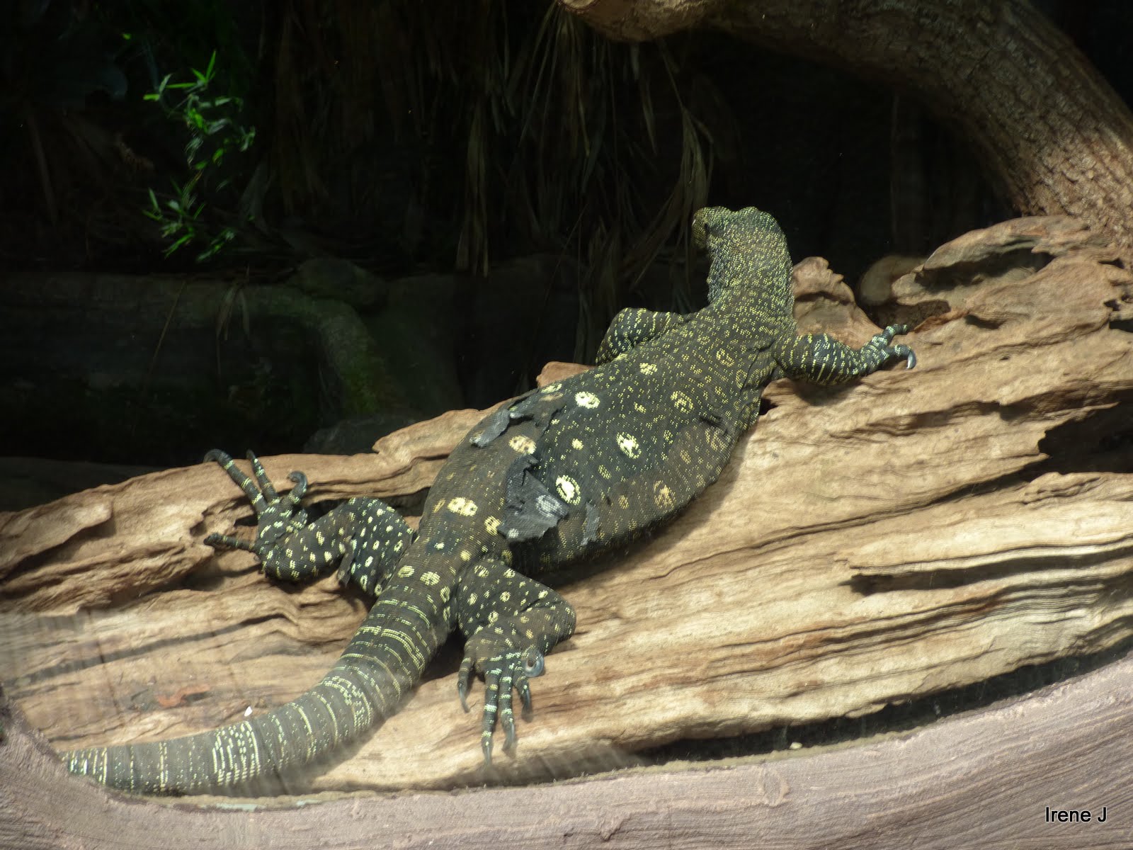 Jameisons wildlife photos: Chester Zoo reptiles and fish