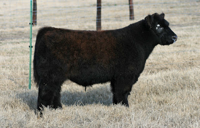 DIAMOND G CATTLE CO.: As seen on Wade Rodgers blog