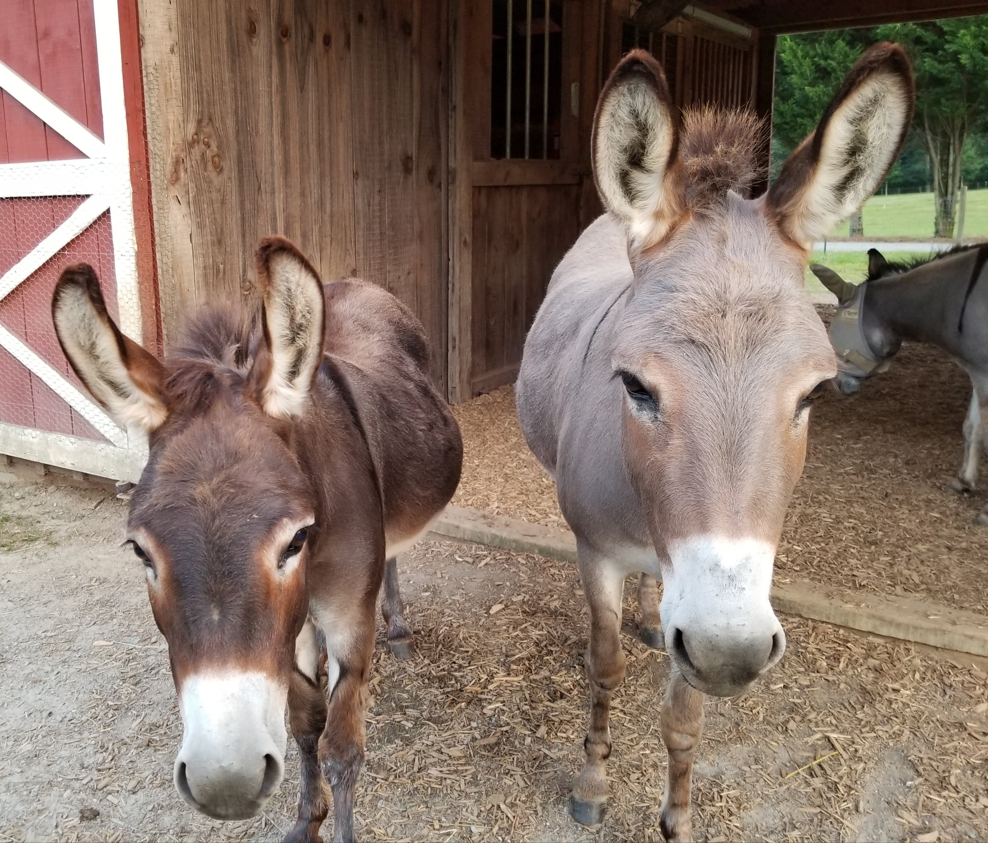 Our Tiny Farm NC in Western NC: Pictures of Our Mini-Donkeys