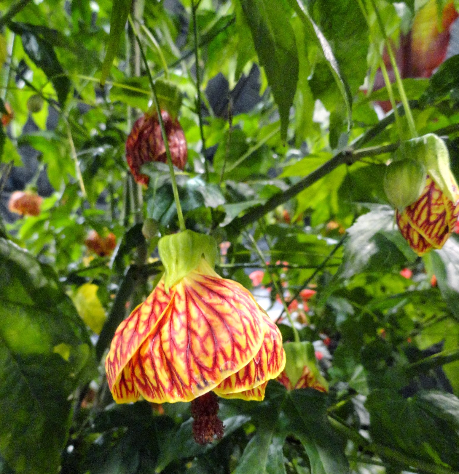 danger garden: The spring Hardy Plant Society of Oregon plant sale…