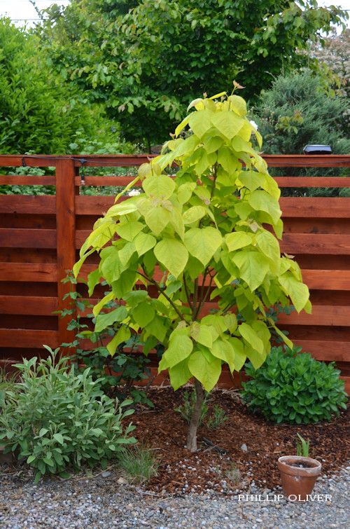 Plants People Ask About