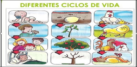 DAR VALOR A LOS DIFERENTES CICLOS DE VIDA: CIENCIAS NATURALES CICLO ...