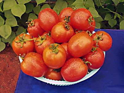 வயலும் வாழ்வும்: Arka Rakshak - New tomato variety that yields 19 kg a ...