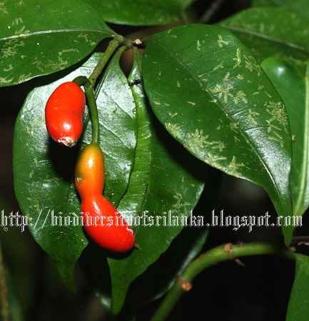 Biodiversity of Sri Lanka: කුකුල් කදුරු/වල් කදුරු/වස කදුරු[Kukul-kaduru ...