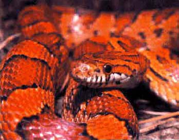 SERPIENTE RATONERA ROJA - MASCOTAS EXÓTICAS Y MÁS