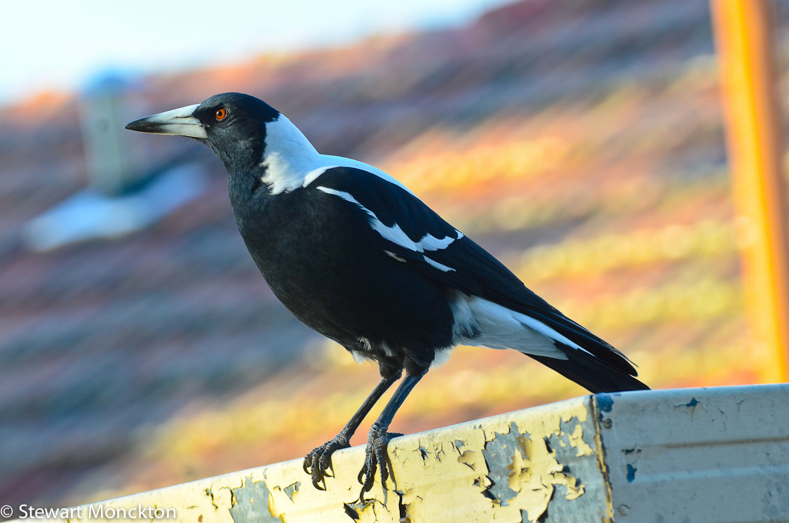 Paying Ready Attention - Photo Gallery: Wild Bird Wednesday 44 - Magpies