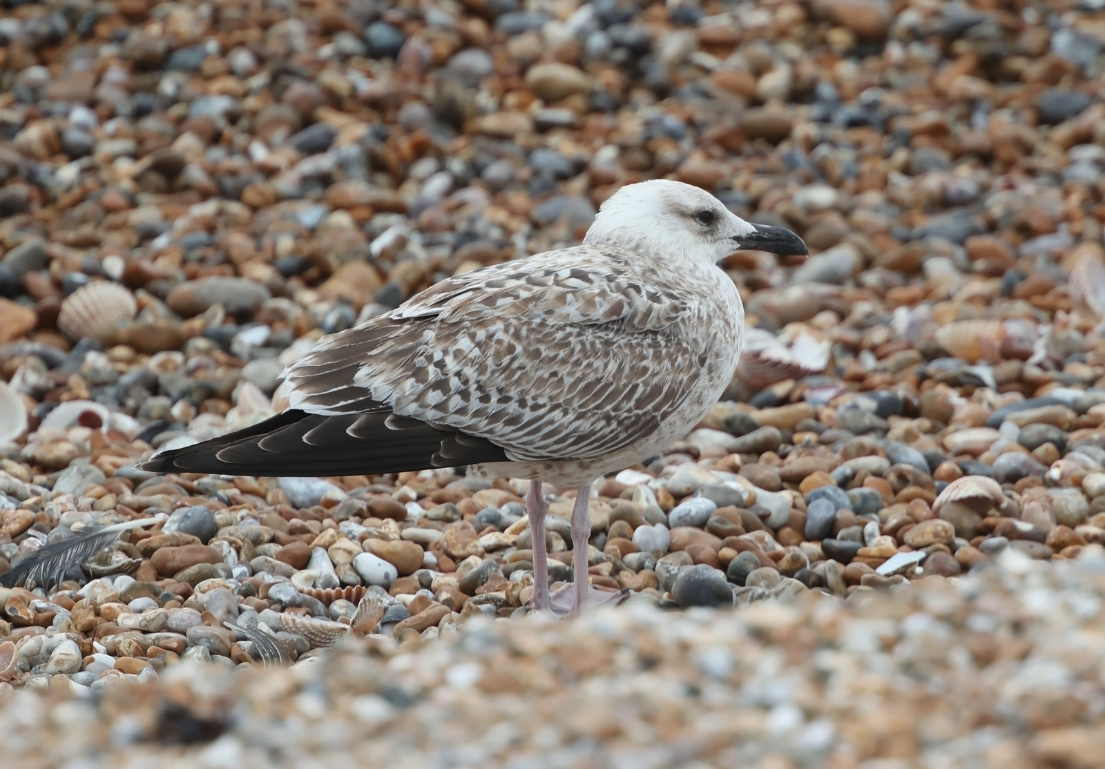 PLODDINGBIRDER: Juvenile Caspian Gull!