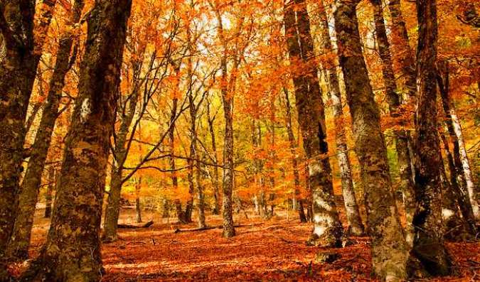 LA MIRADA ACTUAL: El Hayedo de Montejo. La Comunidad invita a los ...