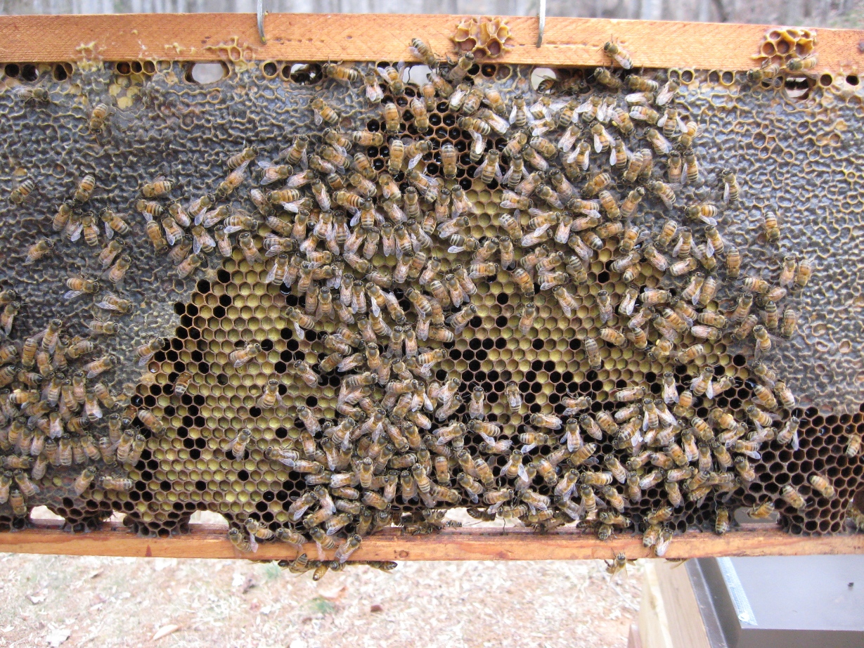 Beaver Creek Bees: Inspection 2/18/11