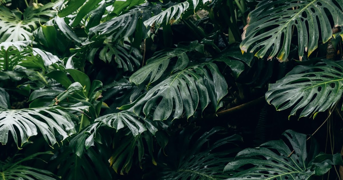 5 Karakteristik Jenis Tanaman Monstera Yang Wajib Diketahui | Dunia ...