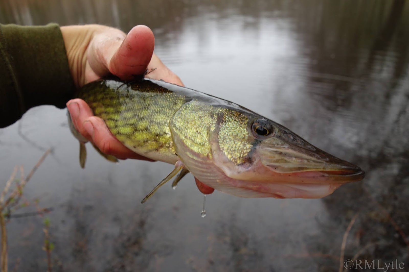Connecticut Fly Angler: Early Spring Pickerel Pattern