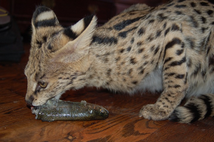 Kyprioth: Serval Diet