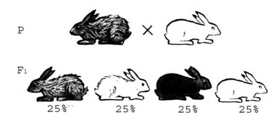 ბიოლოგი ნინო ჭიჭინაძე: შემაჯამებელი სამუშაოები