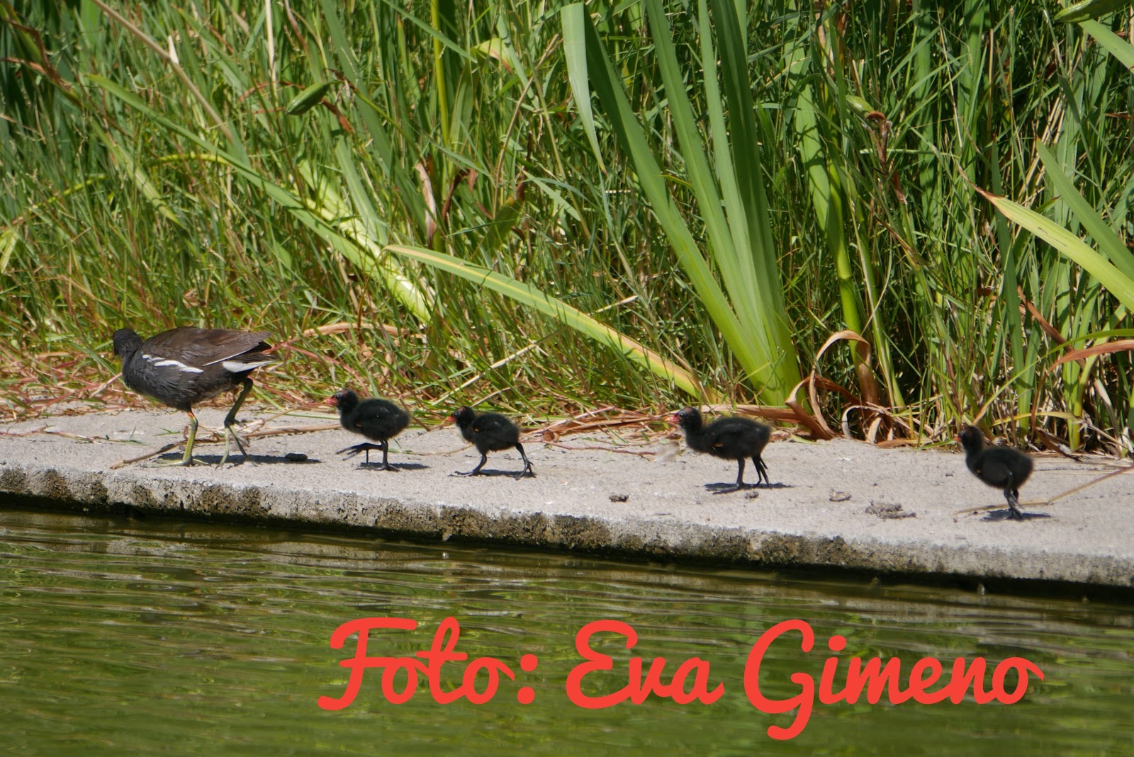 LAS AVES DEL PARC DE DIAGONAL MAR: SON 4 LOS POLLITOS