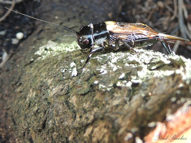 Naturaleza Viva : El Grillo gríllidos (Gryllidae)