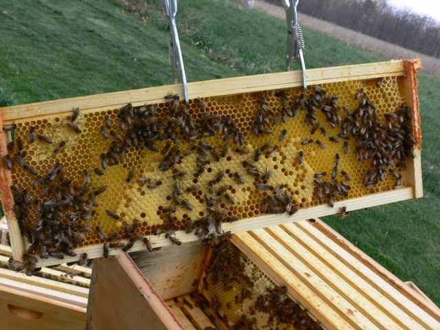 Building My Observation Hive: Stocking my Observation Hive!