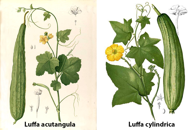 Patola (Ridge Gourd) Production