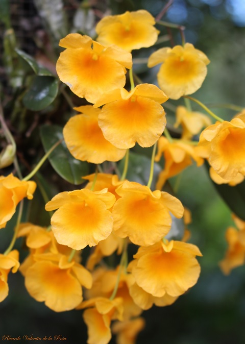 Ricardo's Blog, : Den. Ueang Pheung (Den. jenkinsii x Den. aggregatum ...