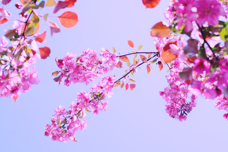 bouquet of dreams: ~ ice cubes for Easter..