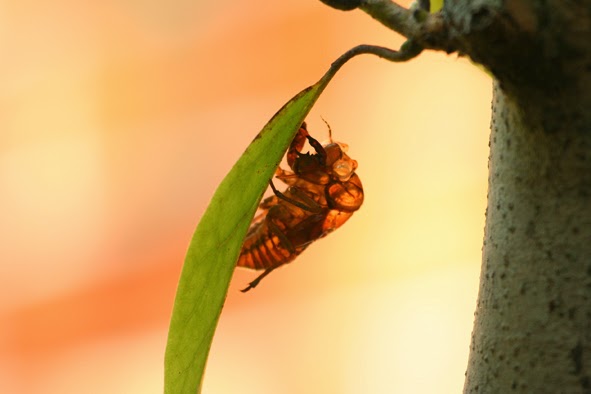 Zoos in Japan: The Sounds of Summer: Japanese “Semi” (Cicadas)