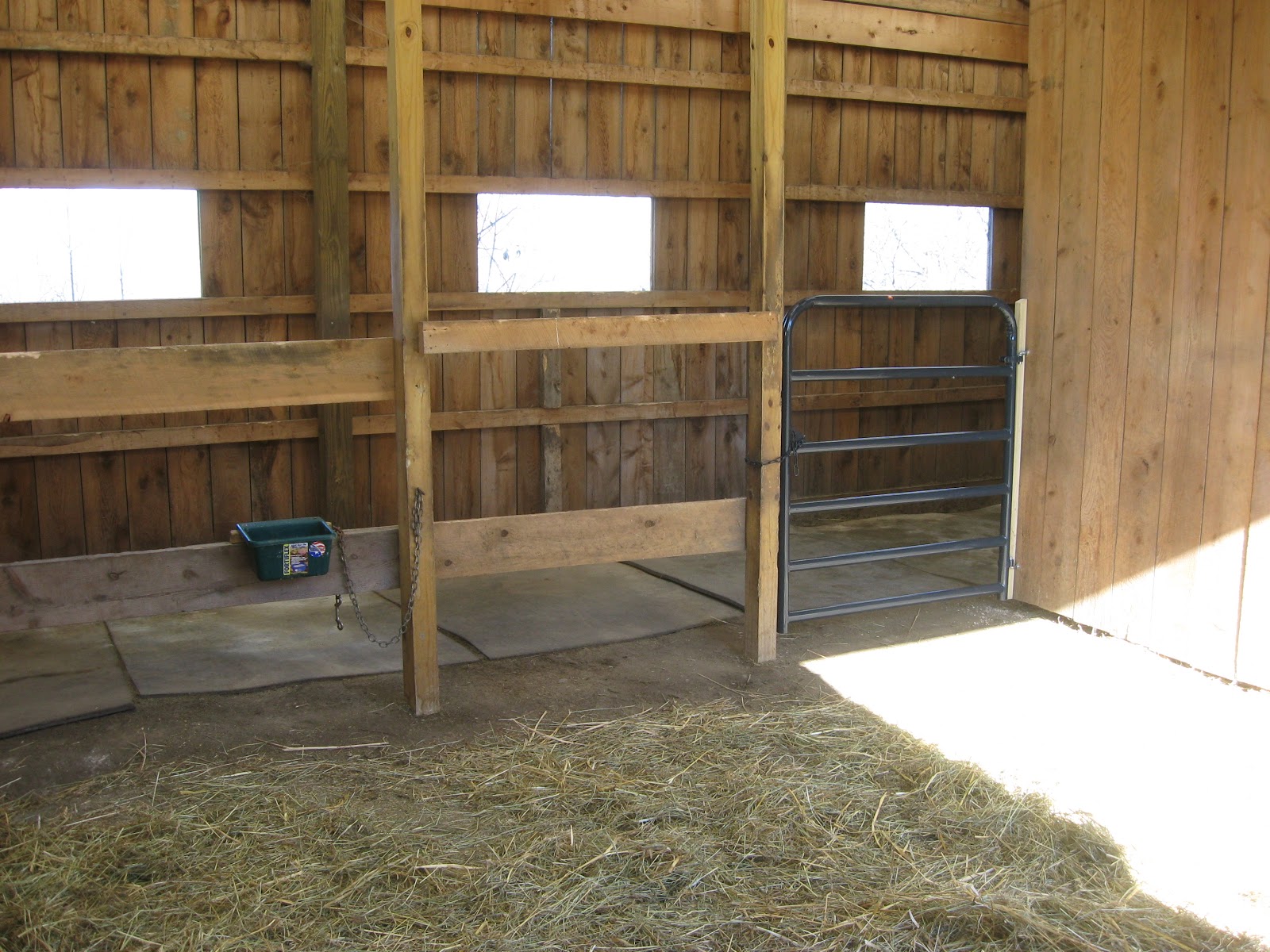 The Dancing Donkey: How To Make a Donkey Ridiculously Happy