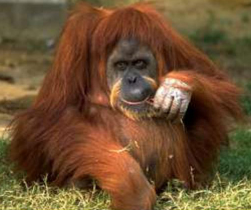 Orangutan Kalimantan Hewan Primata Dilindungi « Animals Box