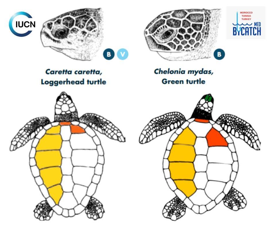 Athens Nature Journal: Evrotas River Delta: Natura 2000 habitat mapping