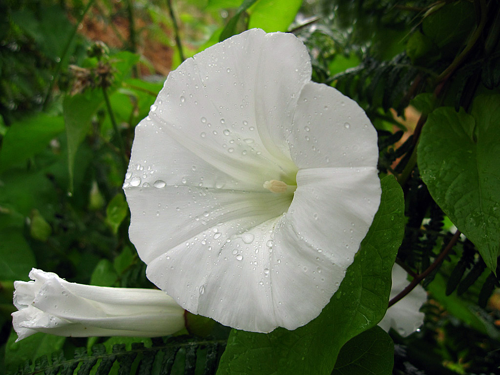 Planta: Calystegia sylvatica (Kit.) Griseb