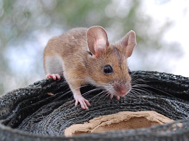 Aprendiz de todo: El ratón colorao