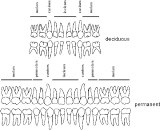 Century Orthodontics: How Many Teeth Do I Have?