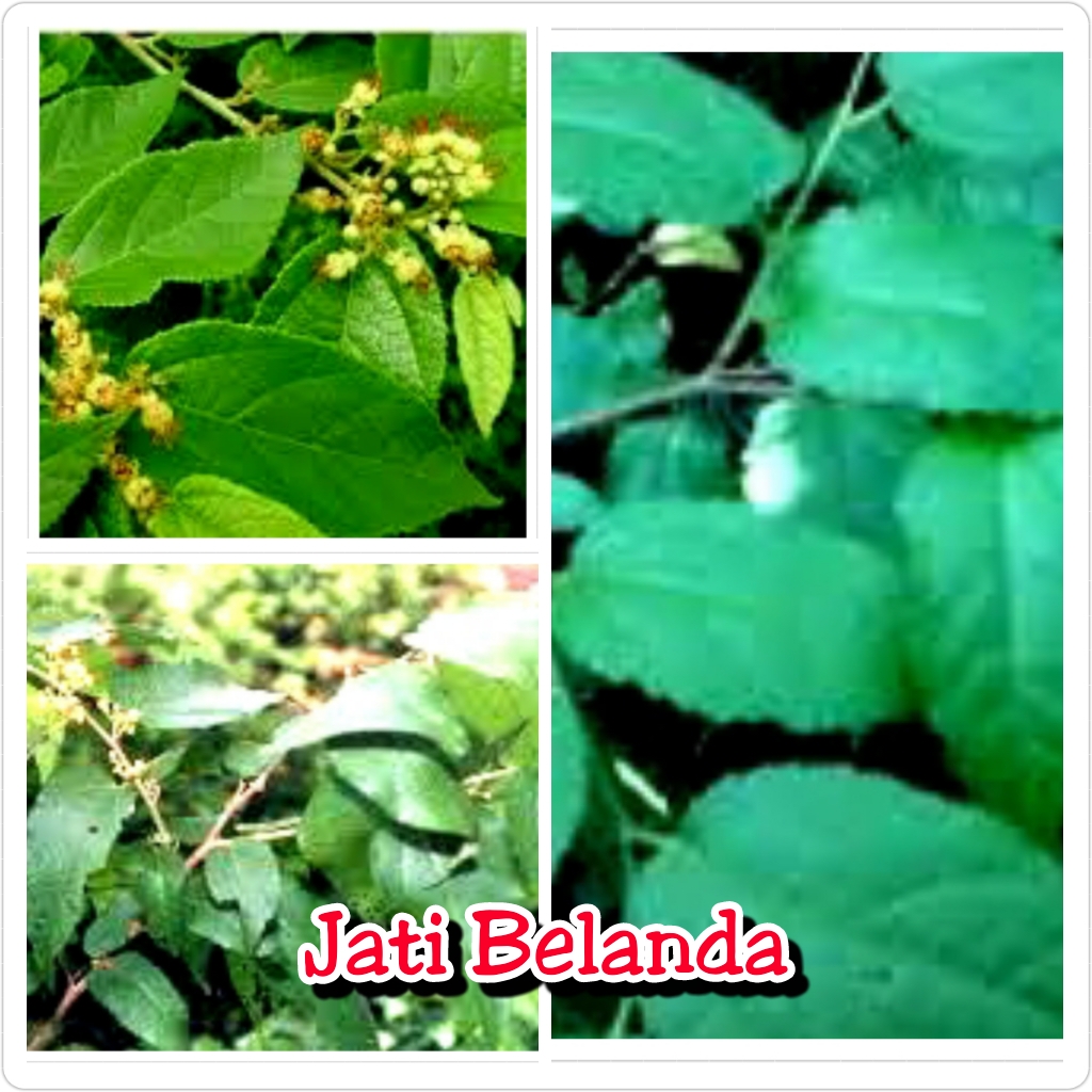 Jual Kapsul Jati Belanda Herbal Insani Di Tambak GRESIK | 0812-1666 ...