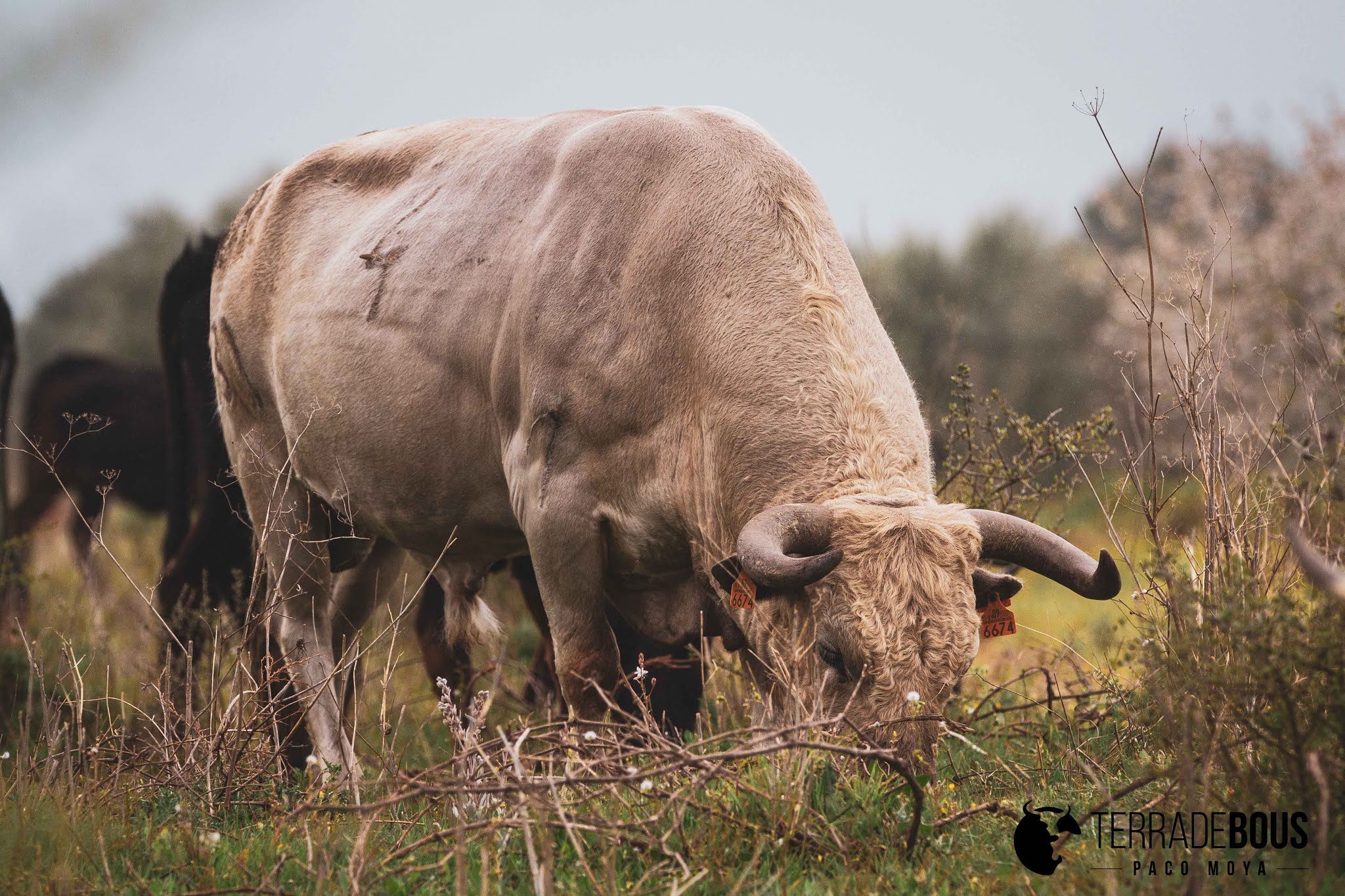 LA HORA DEL SEMENTAL