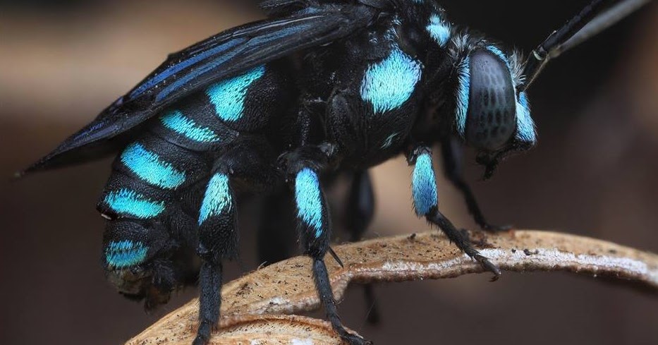 Kari LikeLikes: This Blue Neon Cuckoo Bee is a Real Thing and they are ...