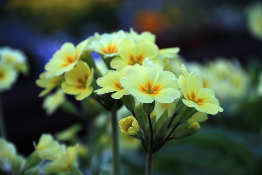 Preston Bissett Nurseries and Country Shop: Primula veristar Lemon or ...
