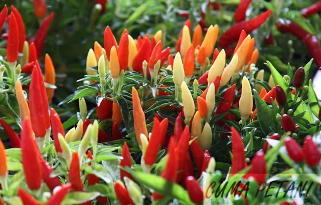 Cara Menanam Cabe Rawit – Cuma Petani