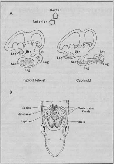 The Fisheries Blog: Through the Ears of a Fish