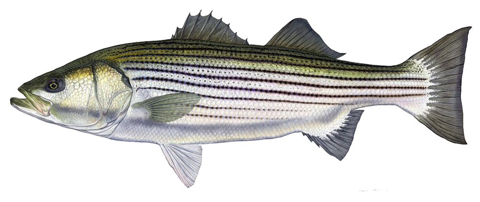 A Multitude Of Fins: Striped Bass: Illustrations & Wildlife Art