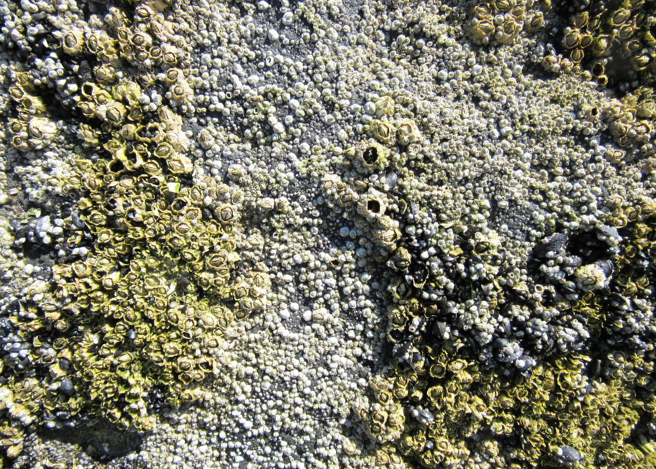 Largo Baywatch: Barnacle Rock Patterns