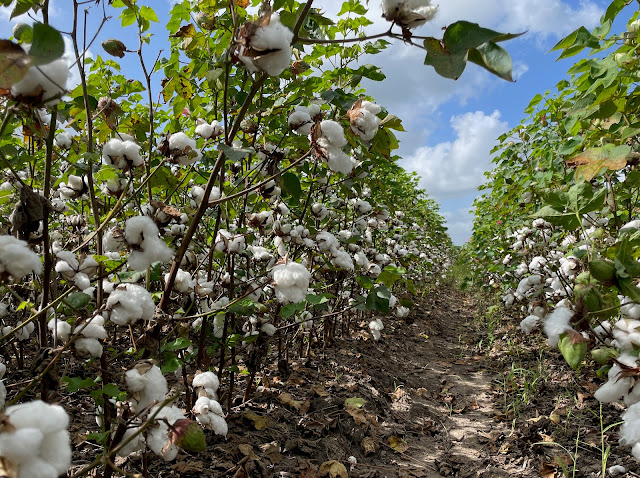 The effects of defoliation and possible ways of preventing it - Dig It ...
