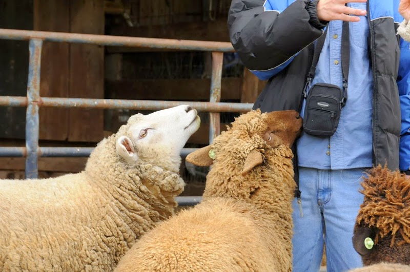 Punkin s Patch Hug A Sheep Day Punkin s Patch Hug A Sheep Day
